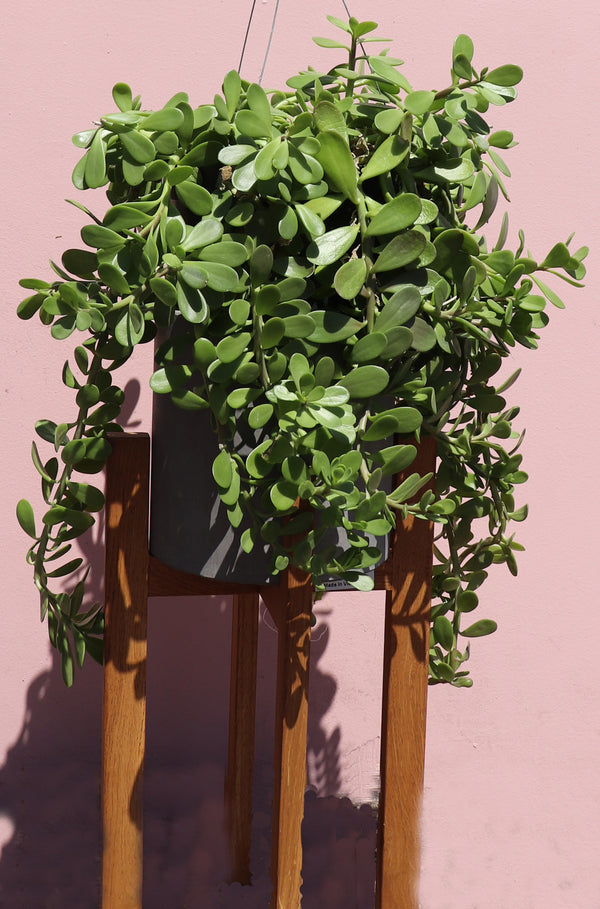 Hanging Jade - Morgan Floral